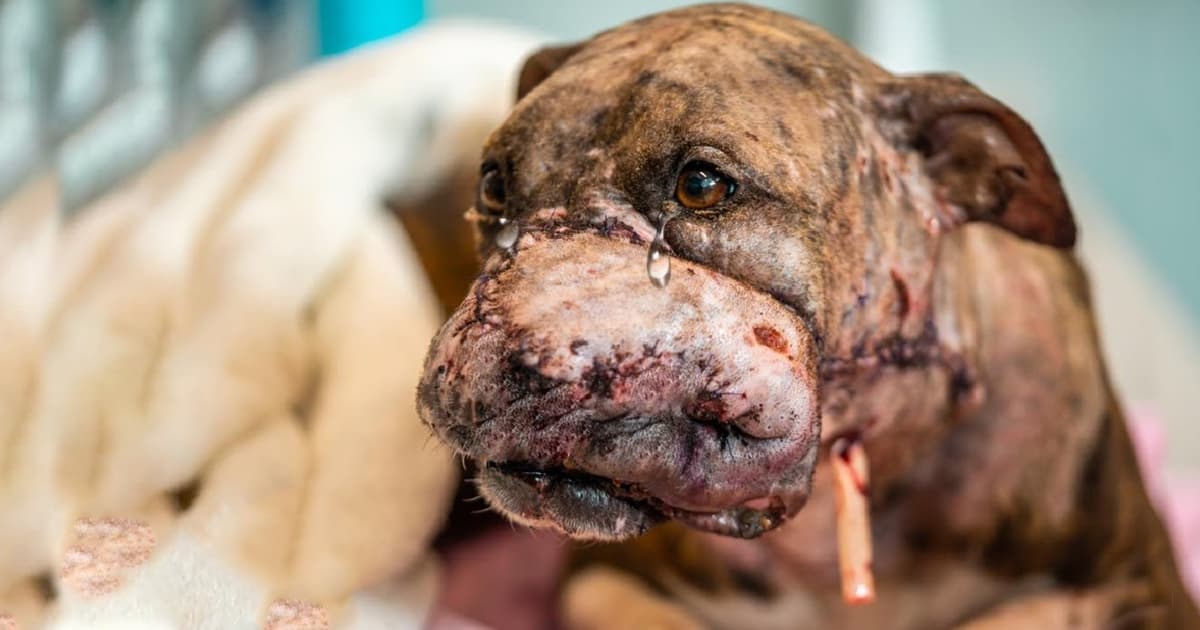 She once shed countless tears from enduring immense pain, but now she ...