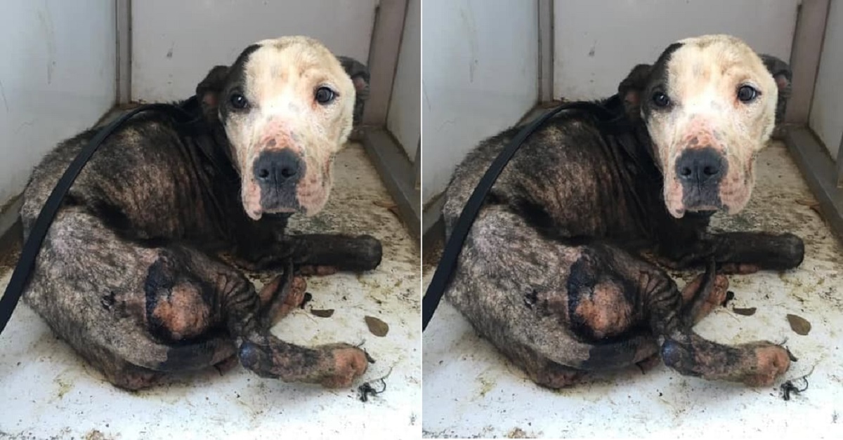 The stray dog, trapped for several days in the abandoned house, with ...