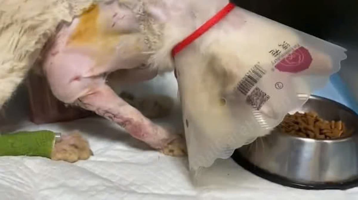 A pitiful stray cat, crawling on its knees through the rubble, let out ...